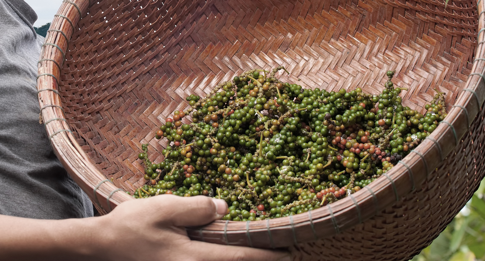 La récolte de poivre vient de s'achever sur l'île de Phú Quôc ...
